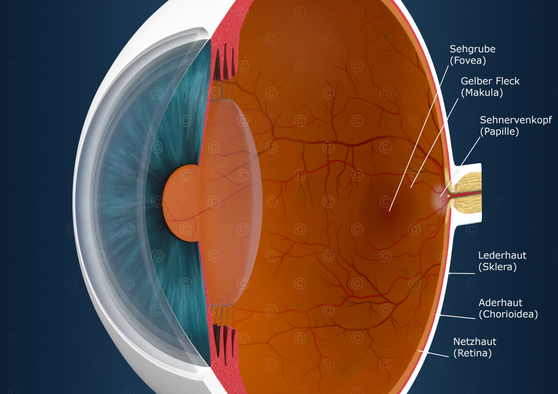 Anatomischer Aufbau menschliches Auge - Medizinische Illustration und ...